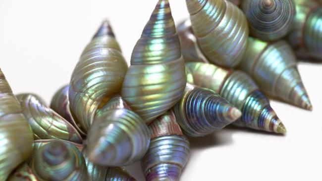 Maireener shells et Diamant de Killiecrankie à Flinders Island